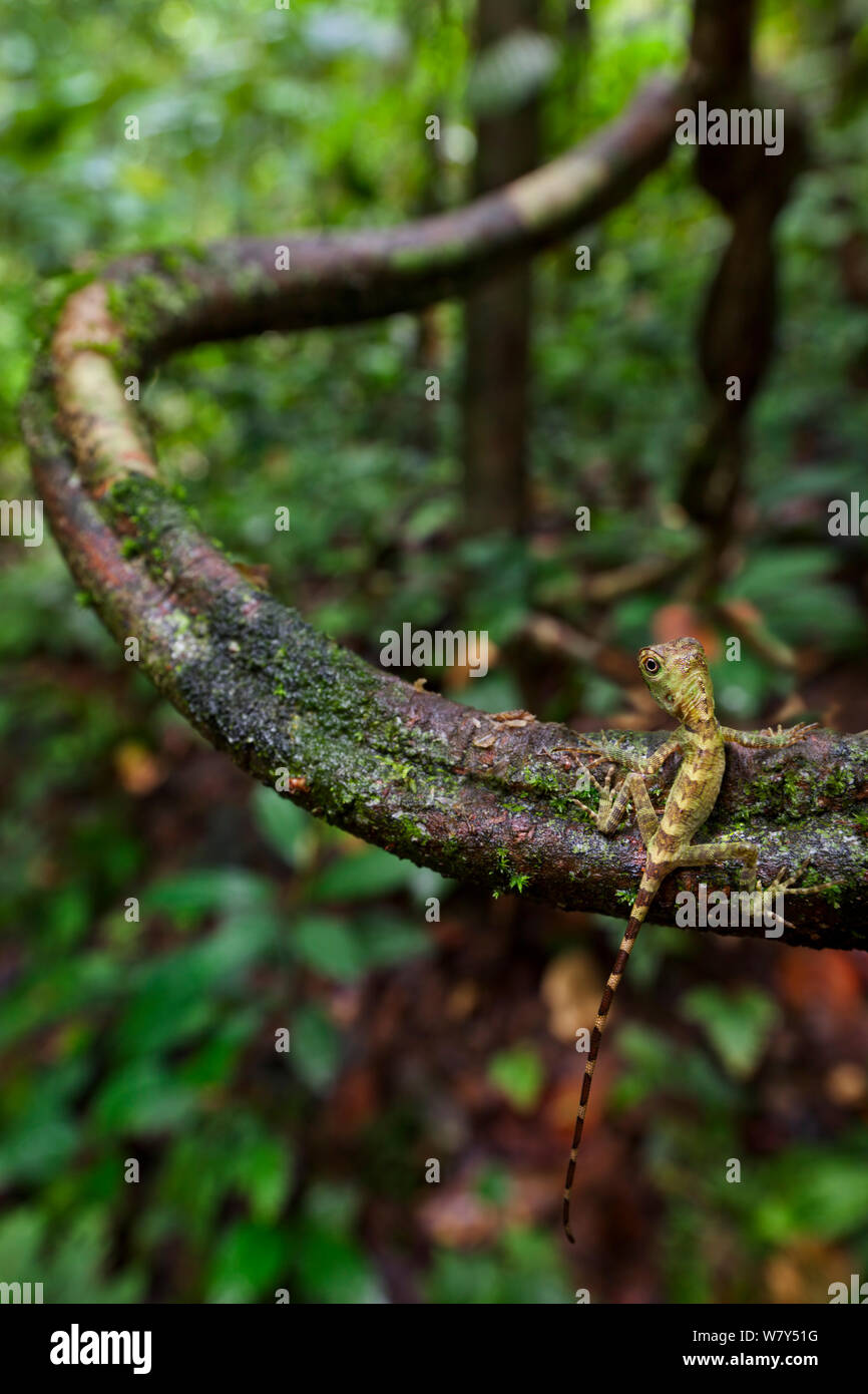 Juvenile angle headed lizard hi-res stock photography and images - Alamy