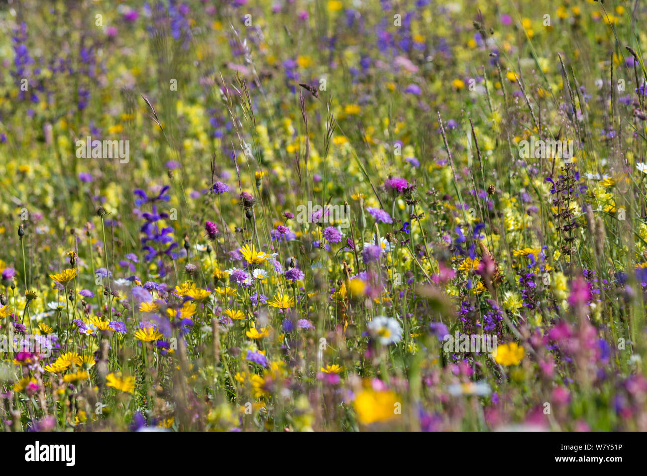 Wildflowers in alpine meadow, Nordtirol, Austrian Alps, July Stock ...