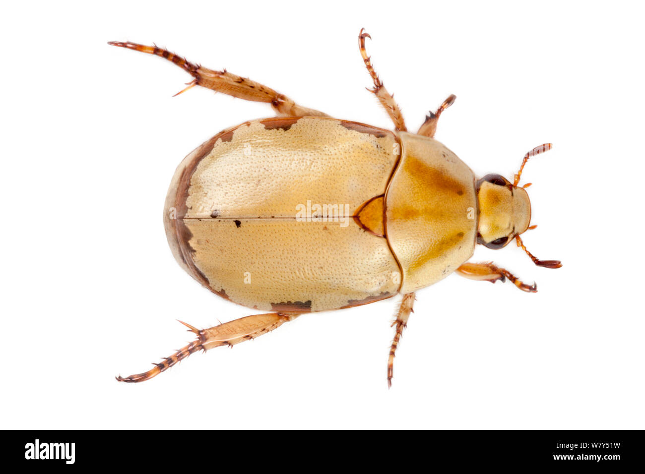 Beetle (Scarabaeidae) Danum Valley, Sabah, Borneo Stock Photo - Alamy