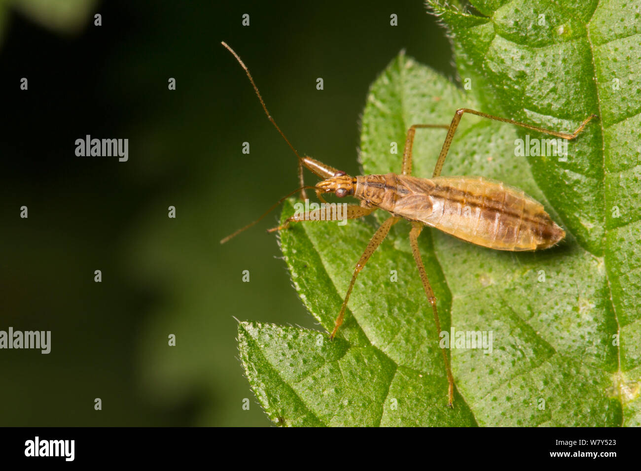 Marsh damsel bug hi-res stock photography and images - Alamy
