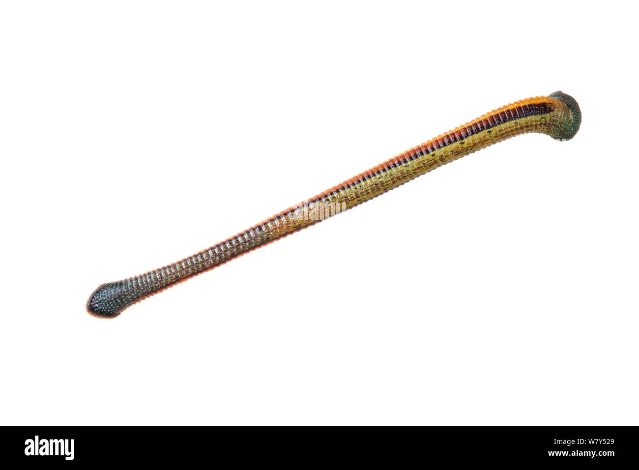 Haemadipsa picta hi-res stock photography and images - Alamy