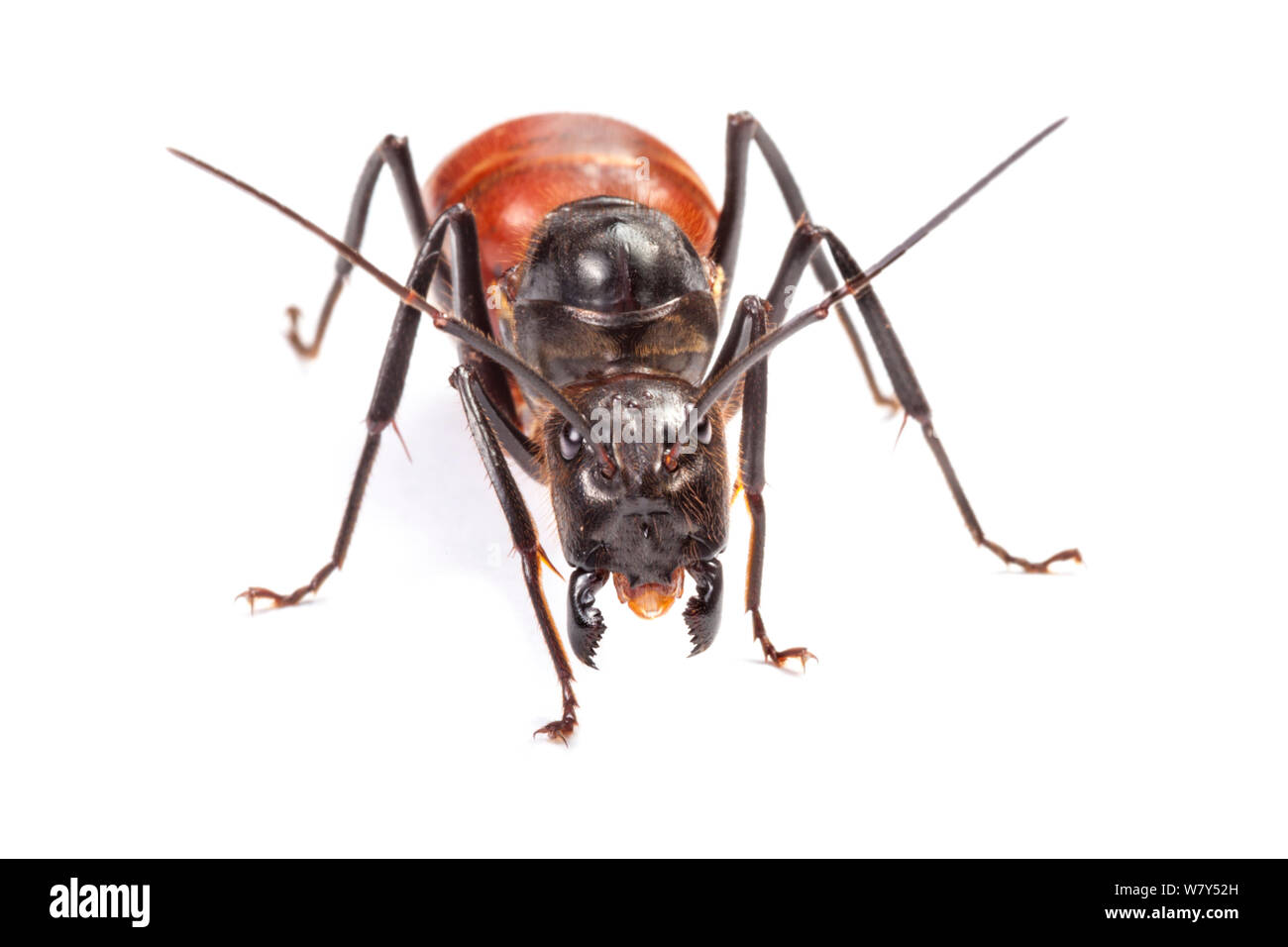 Giant forest ant (Camponotus gigas) Danum Valley, Sabah, Borneo Stock ...