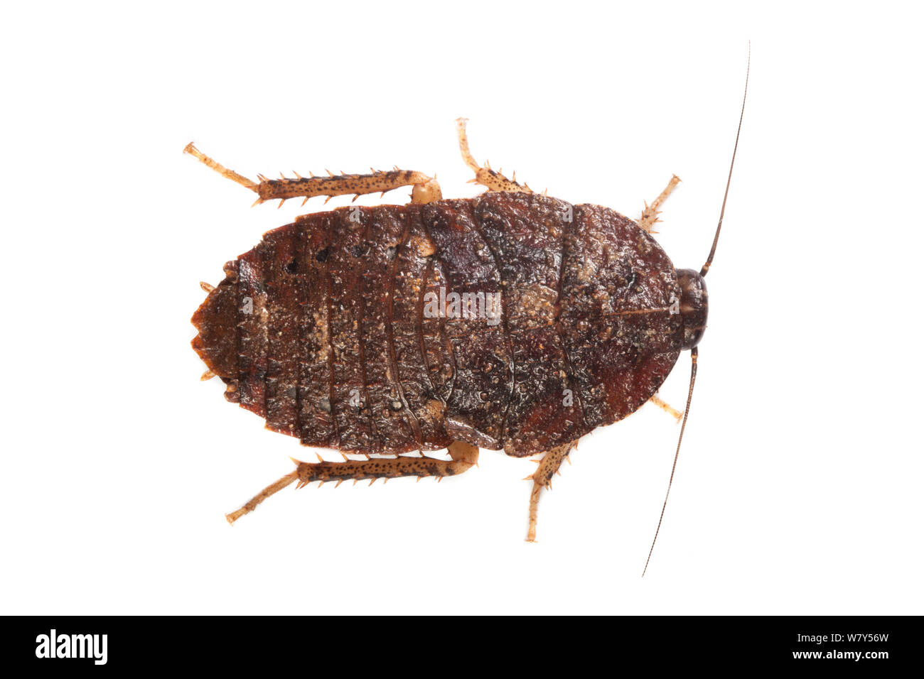 Cockroach Nymph High Resolution Stock Photography and Images - Alamy