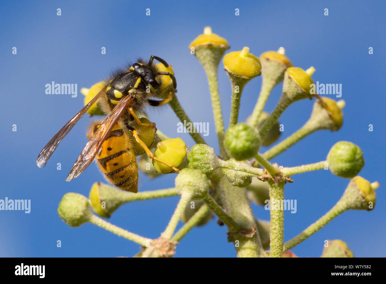 Westwoodii hi-res stock photography and images - Alamy