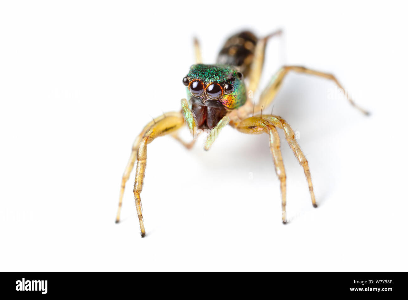 Jumping spider (Salticidae) Danum Valley, Sabah, Borneo Stock Photo - Alamy