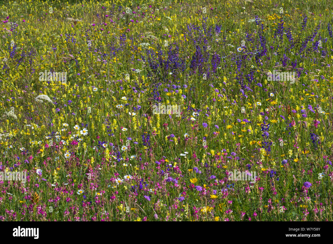 Meadow wildflowers europe hi-res stock photography and images - Alamy