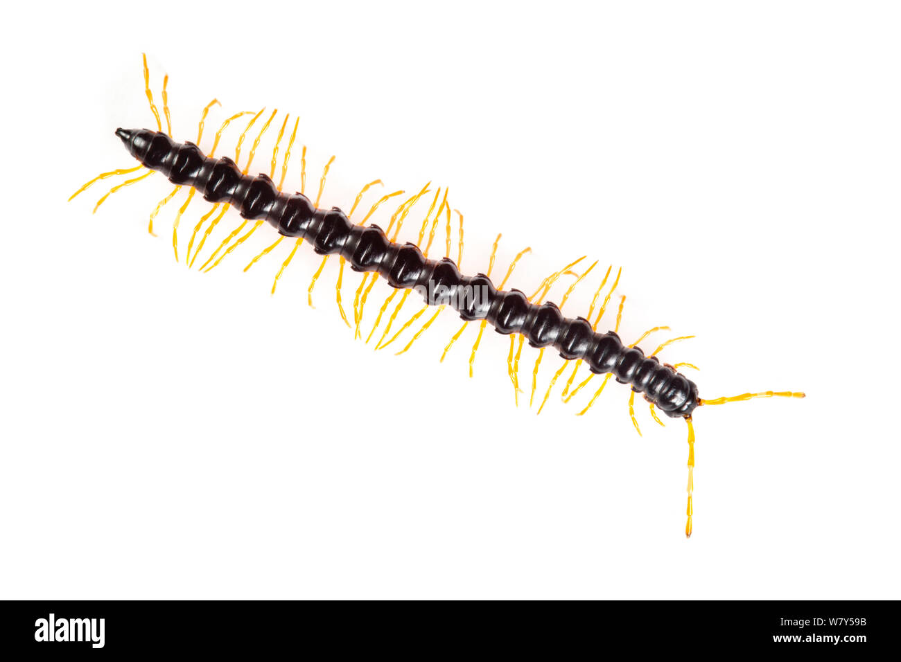 Black diplopoda arthropod hi-res stock photography and images - Alamy