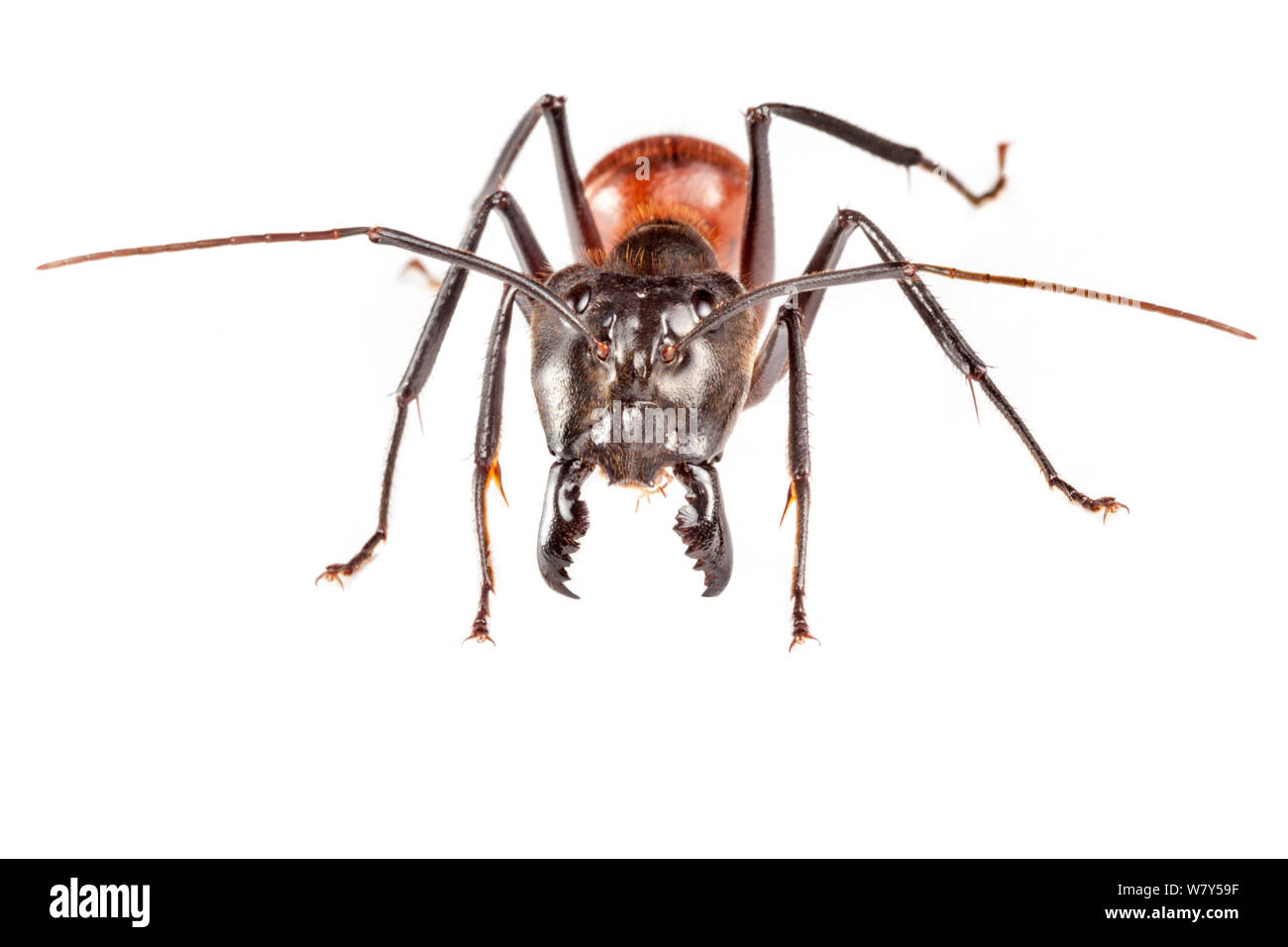 Giant forest ant (Camponotus gigas) soldier. Maliau Basin, Sabah ...