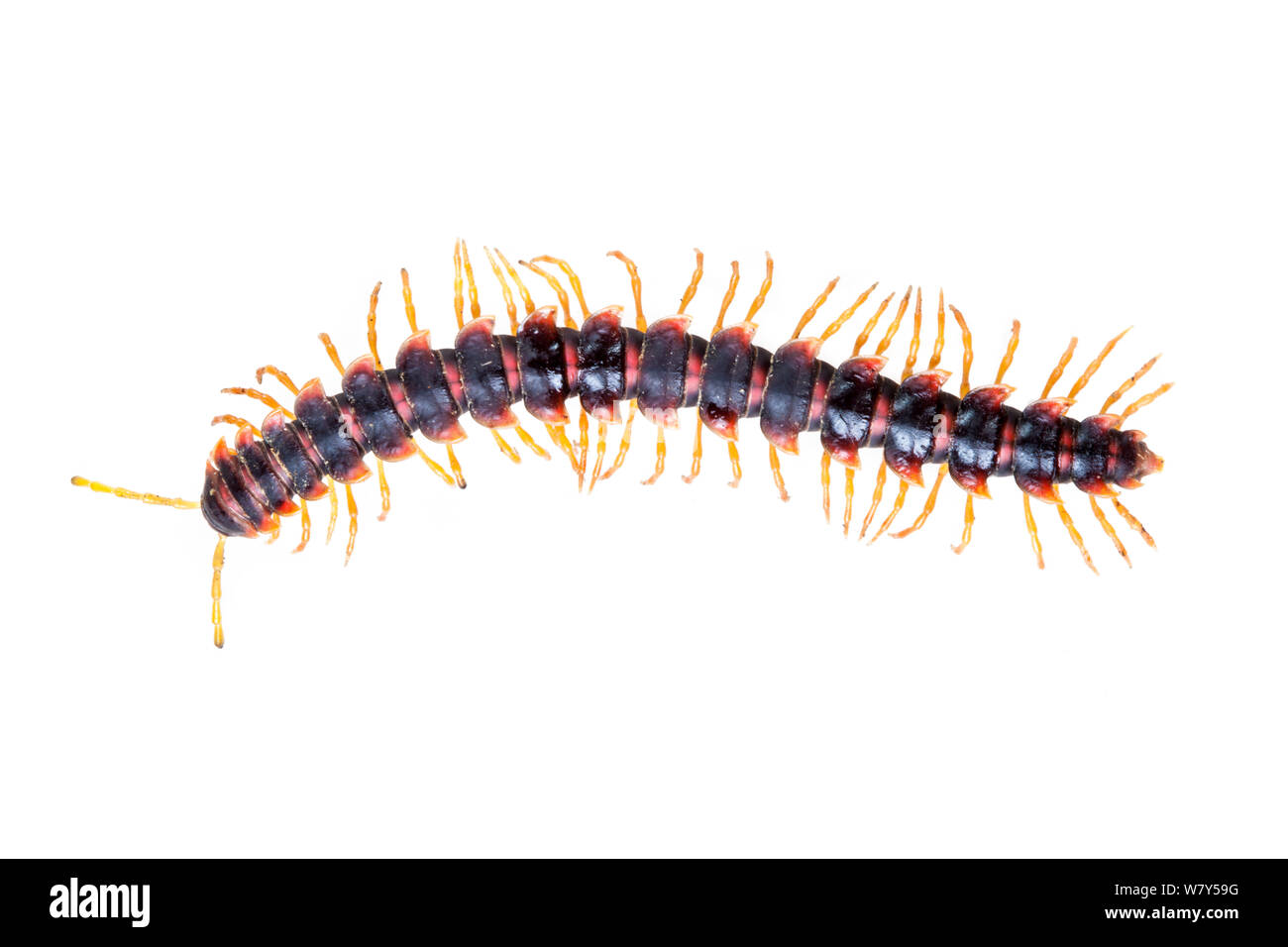 Diplopod hi-res stock photography and images - Alamy