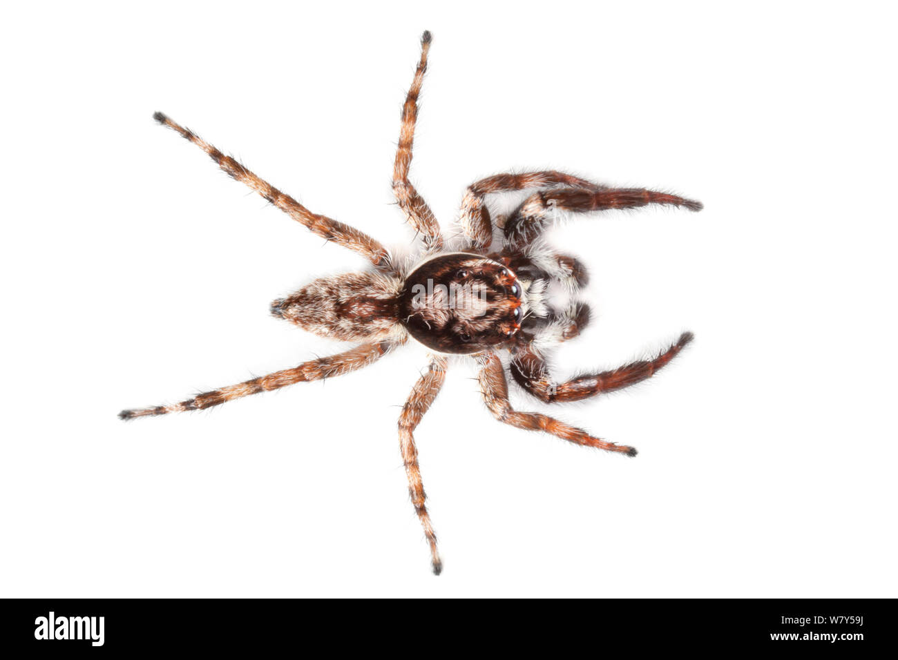 Spider dorsal view Cut Out Stock Images & Pictures - Alamy