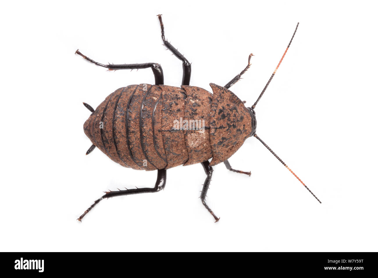 Cockroach nymph hi-res stock photography and images - Alamy