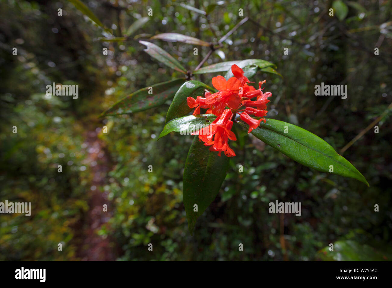 Rhododendron (Rhododendron javanica cockburnii) Endemic to the montane ...