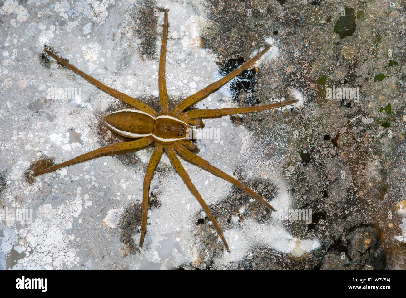 Fen raft spider nursery hi-res stock photography and images - Alamy