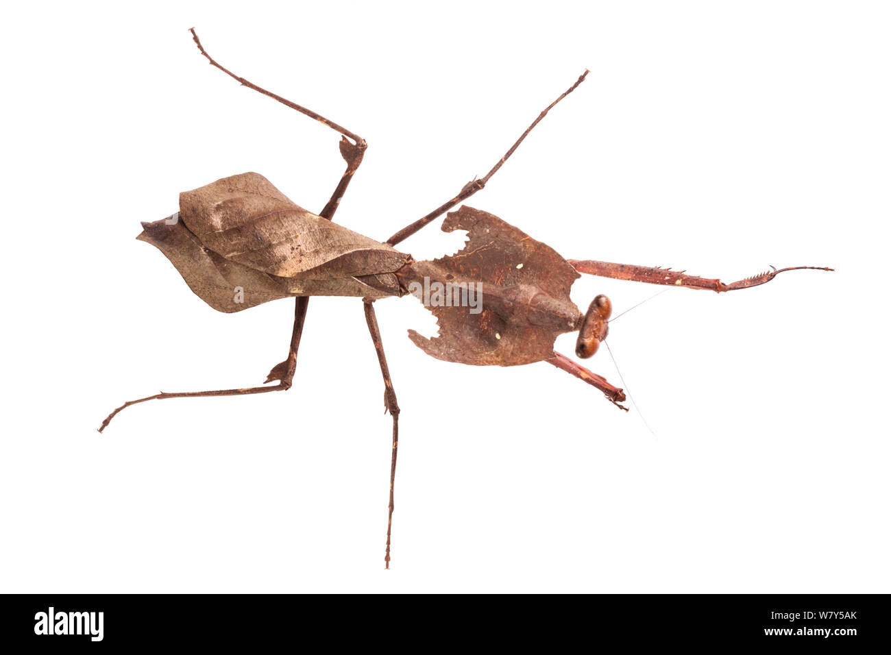 Dead leaf mantis (Deroplatys dessicata) Danum Valley, Sabah, Borneo ...
