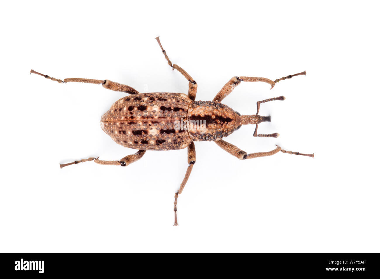 Weevil beetle (Curculionidae) Danum Valley, Sabah, Borneo Stock Photo ...