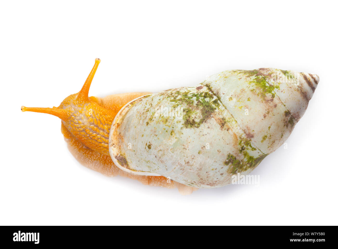 Terrestrial snail (Amphidromus sp) Danum Valley, Sabah, Borneo Stock ...