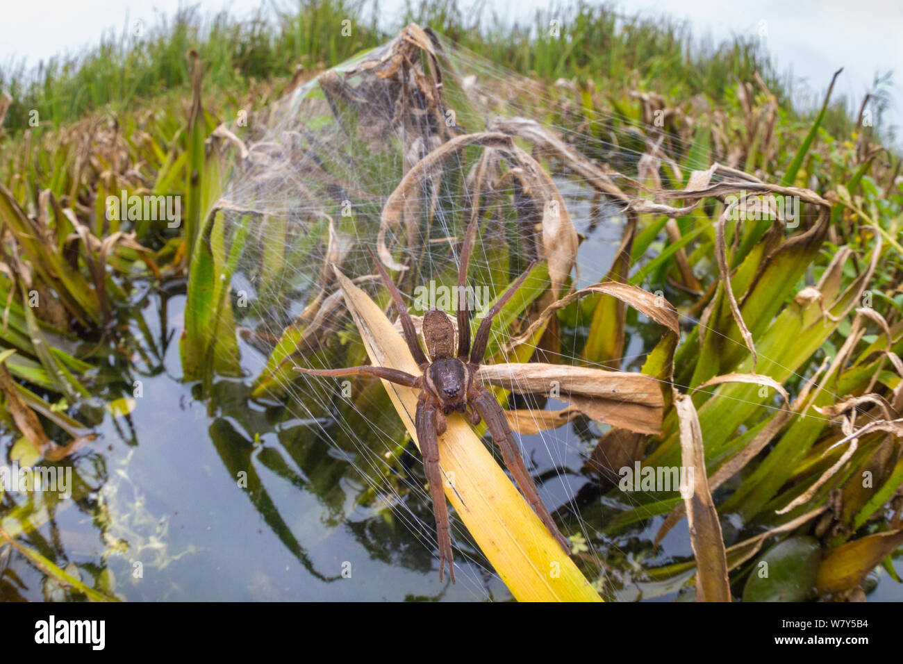 Fen raft spider / Great raft spider (Dolomedes plantarius) female ...