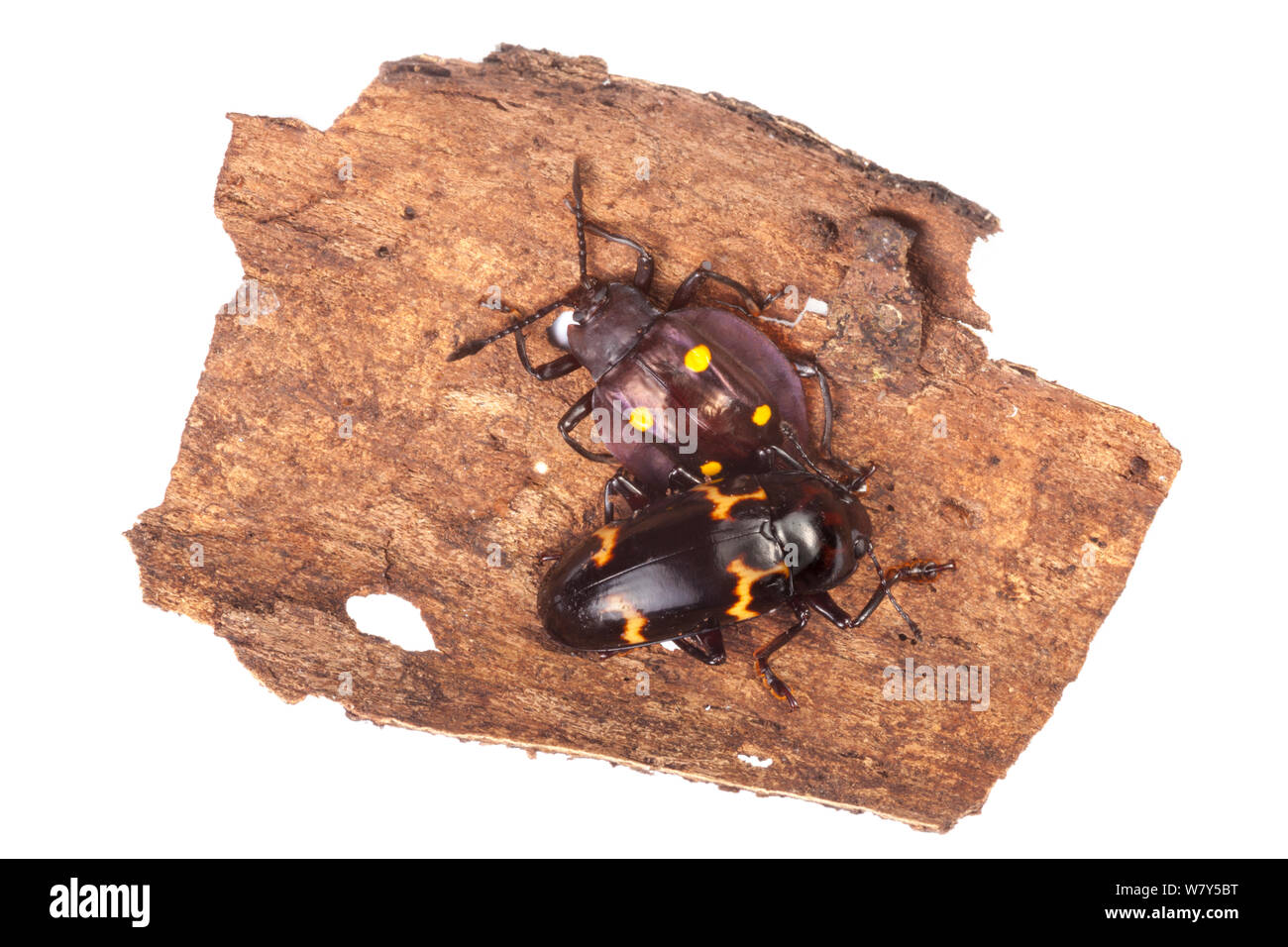 Pleasing fungus beetles (Erotylidae) Danum Valley, Sabah, Borneo Stock ...