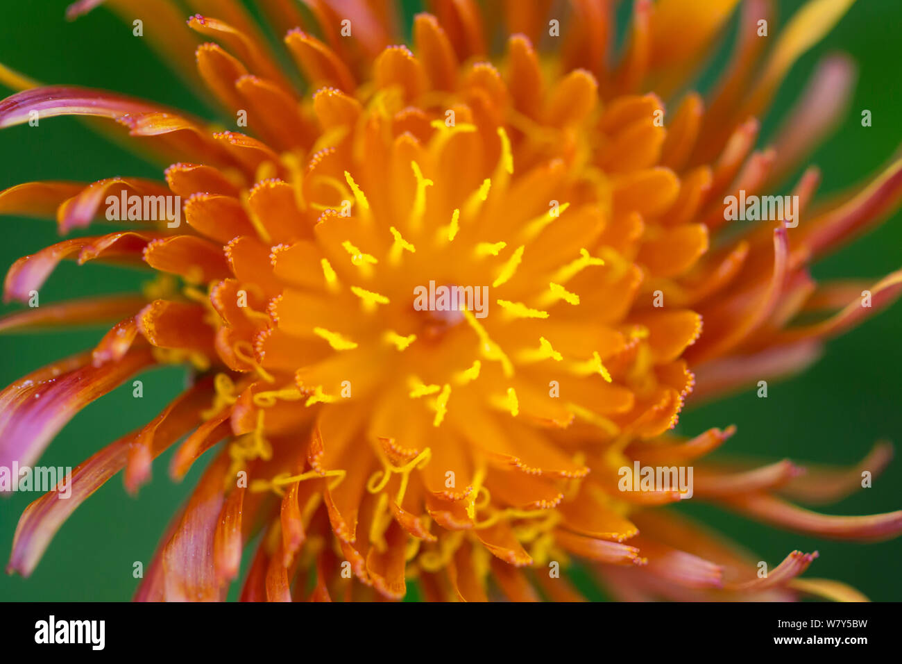 Golden hawk's-beard (Crepis aurea) Nordtirol, Austrian Alps, July Stock ...