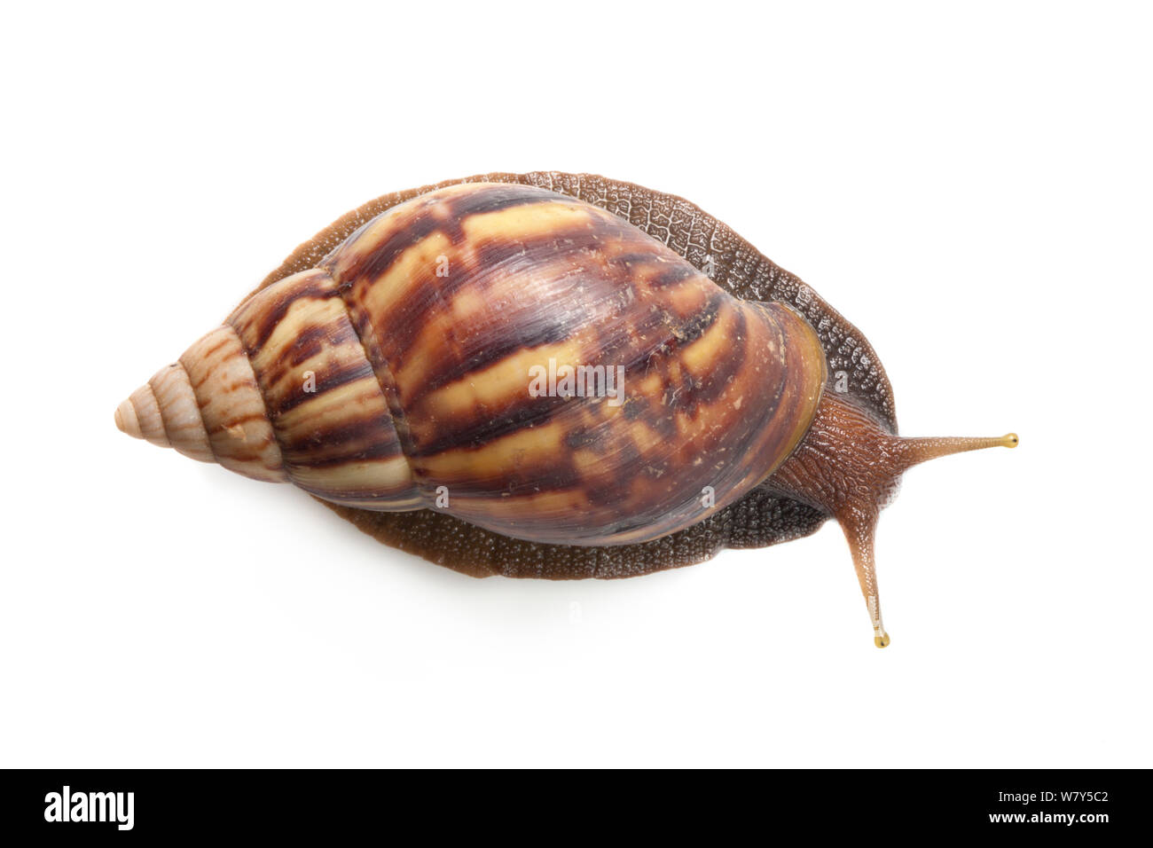 Giant land snail (Achatinidae) Danum Valley, Sabah, Borneo Stock Photo ...