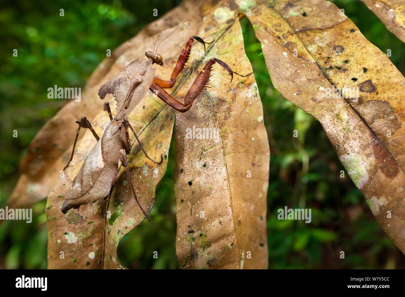 Dead leaf mantis camouflage hi-res stock photography and images - Alamy