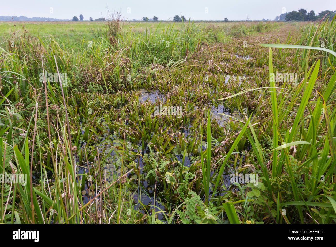 Raft spider uk hi-res stock photography and images - Alamy