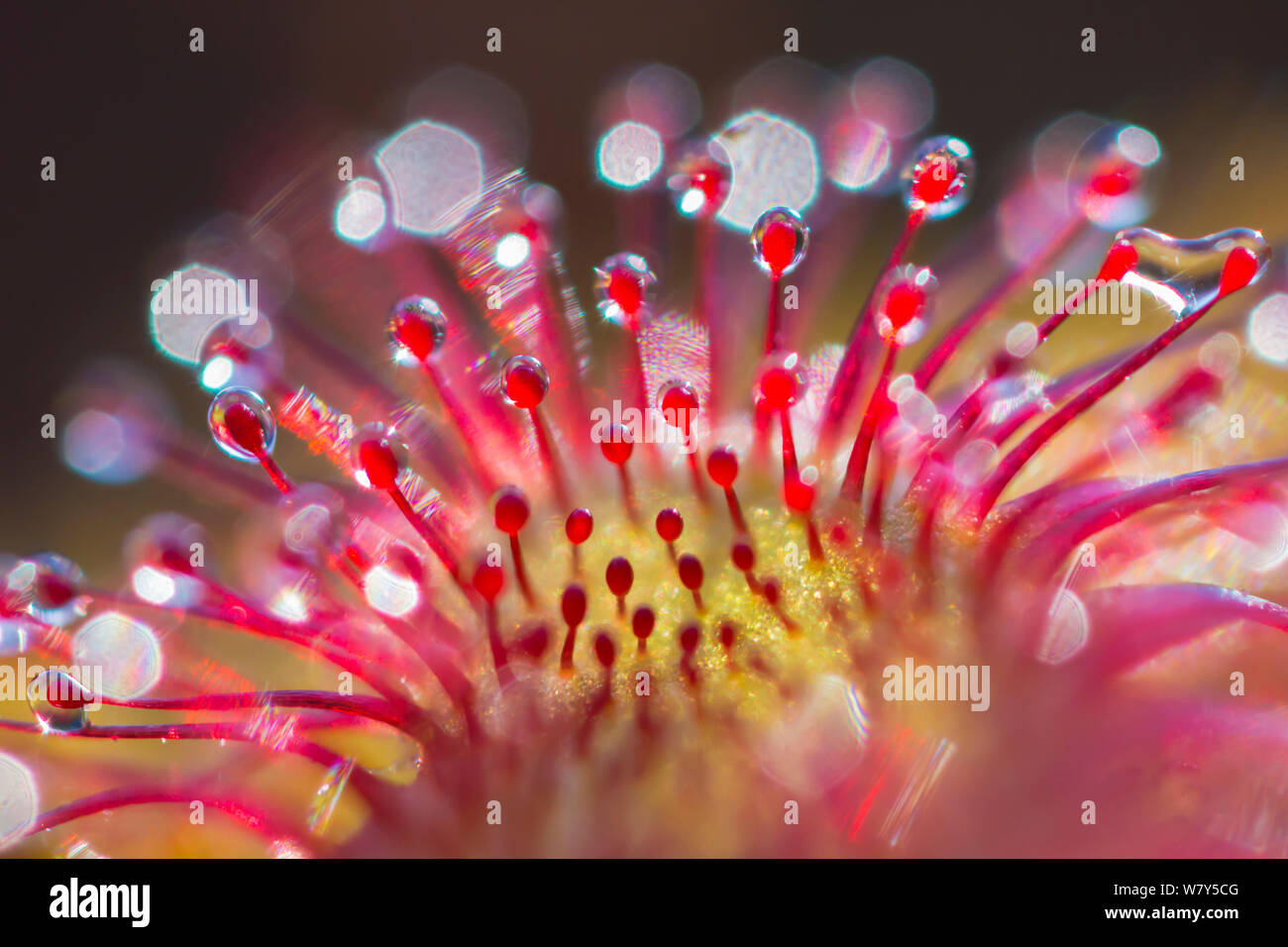 Round-leaved sundew (Drosera rotundifolia) showing sticky droplets on ...