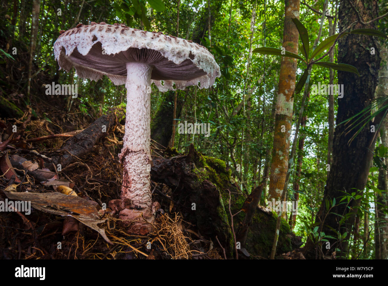 Large toadstool in forest, Maliau Basin, Sabah, Borneo Stock Photo - Alamy