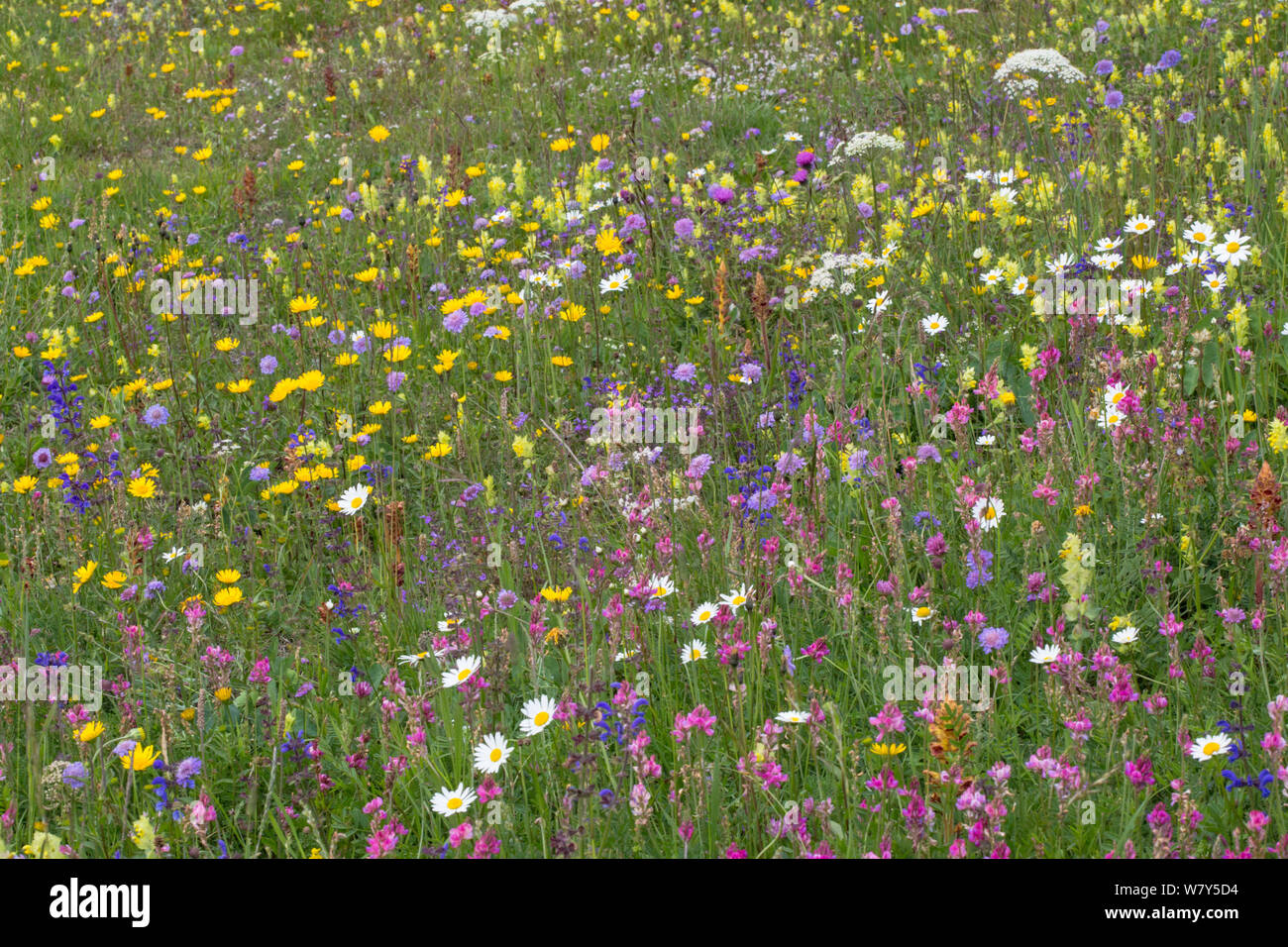 Colourful alpine meadows hi-res stock photography and images - Alamy