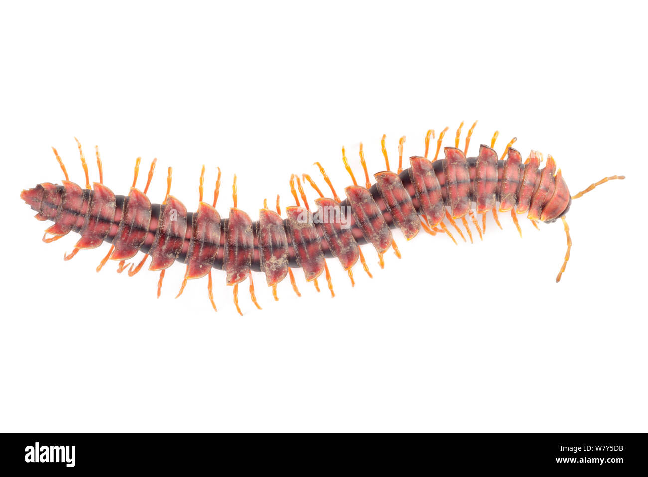 Red millipede hi-res stock photography and images - Alamy
