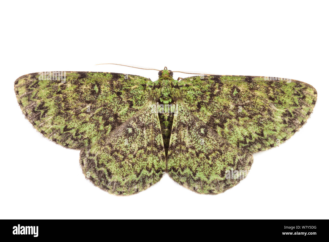 Dorsal view of moth Cut Out Stock Images & Pictures - Alamy