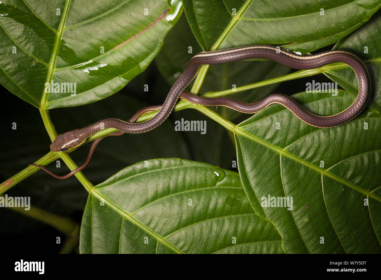 Dendrelaphis caudolineata hi-res stock photography and images - Alamy