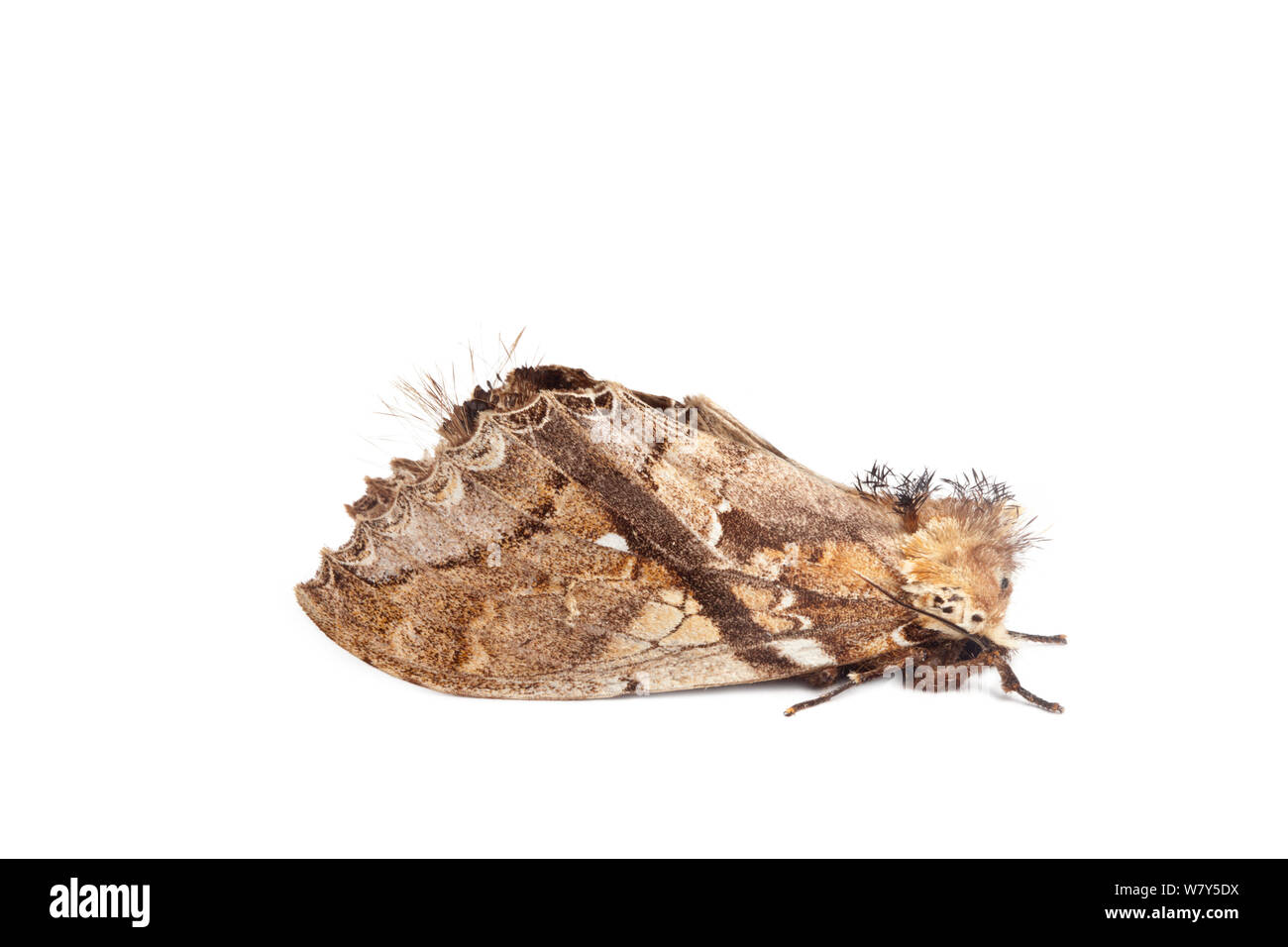 Moth (Dudusa sp) in resting posture. Danum Valley, Sabah, Borneo ...