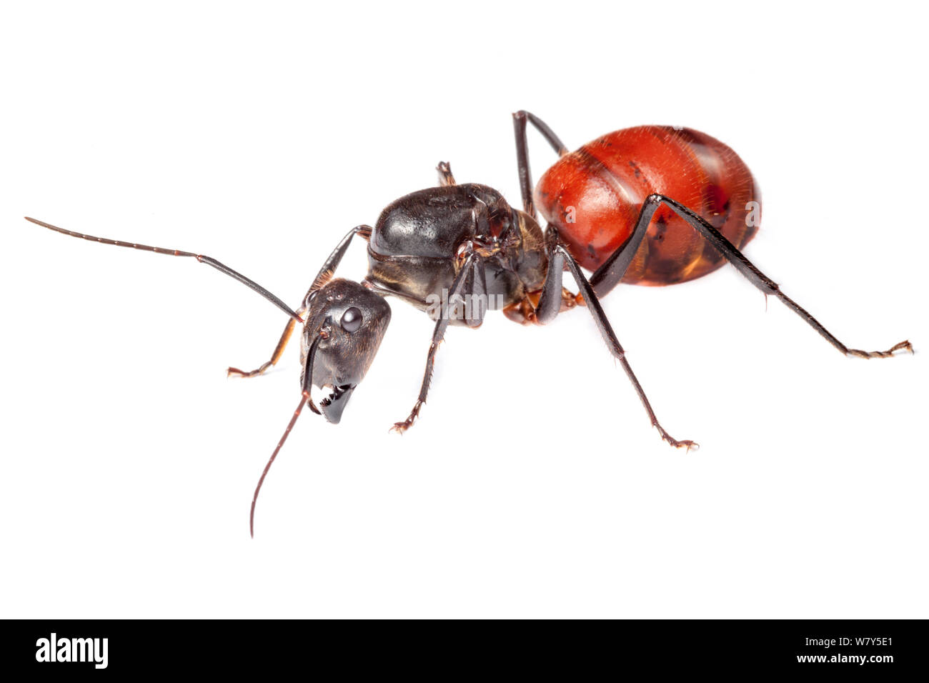Camponotus gigas hi-res stock photography and images - Alamy