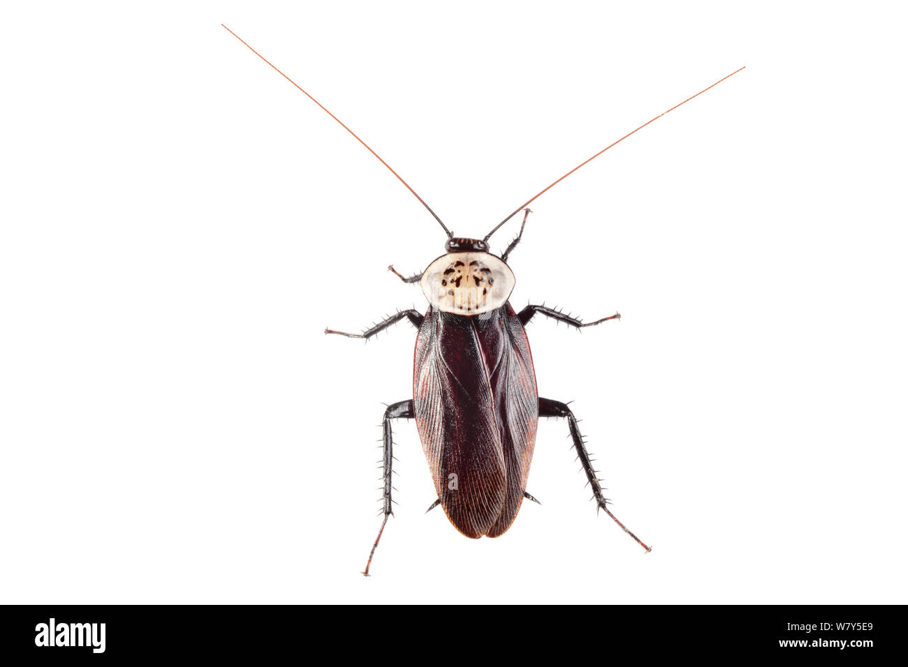 Cockroach Cut Out Stock Images & Pictures - Alamy