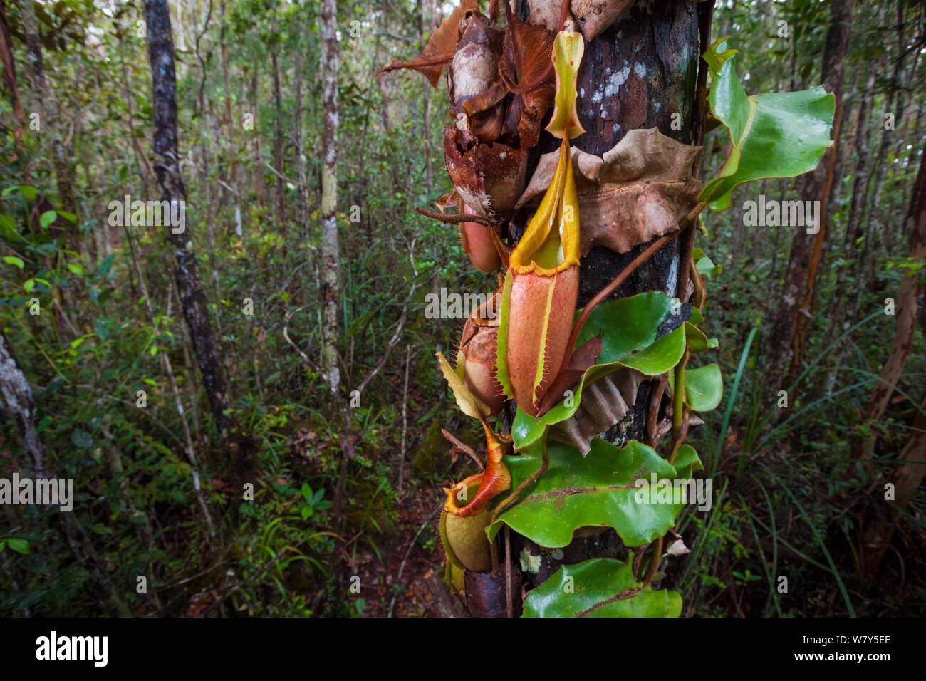 Large aerial pitchers of Veitch's pitcher plant (Nepenthes veitchii ...