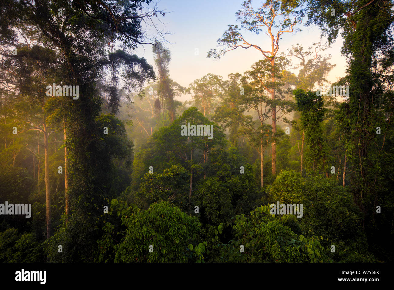 Rainforest dawn danum valley sabah borneo hi-res stock photography and ...