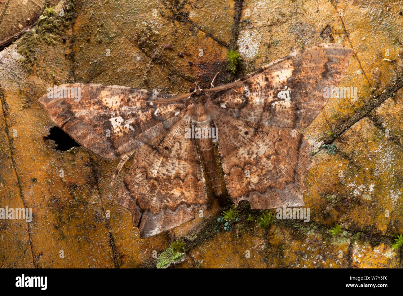Dead leaf moth hi-res stock photography and images - Alamy