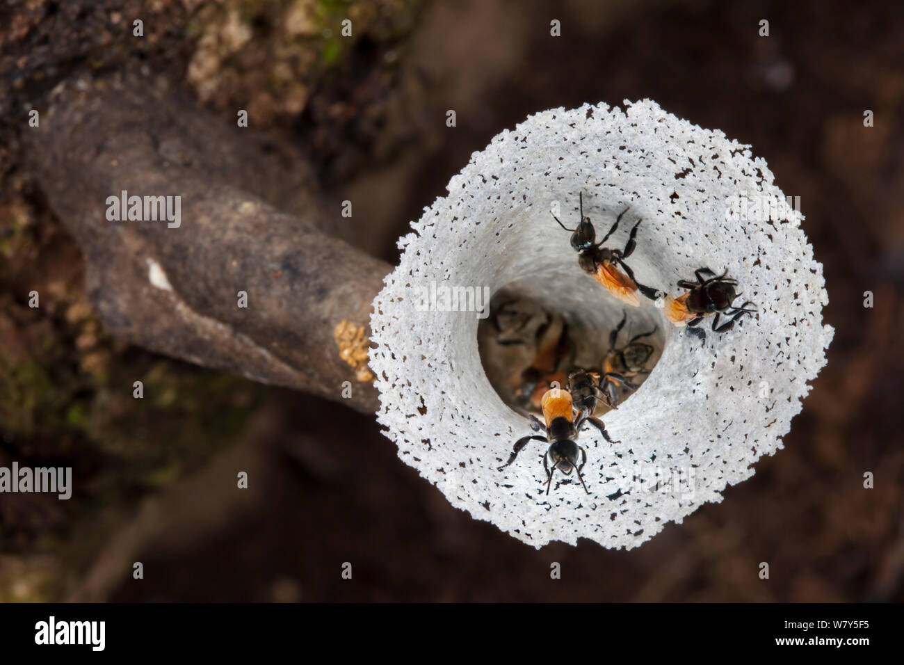 Insect entrance hi-res stock photography and images - Alamy