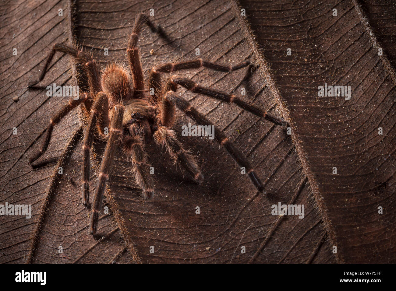 Earth tiger tarantula (Cyriopagopus sp) Maliau Basin, Sabah, Borneo ...