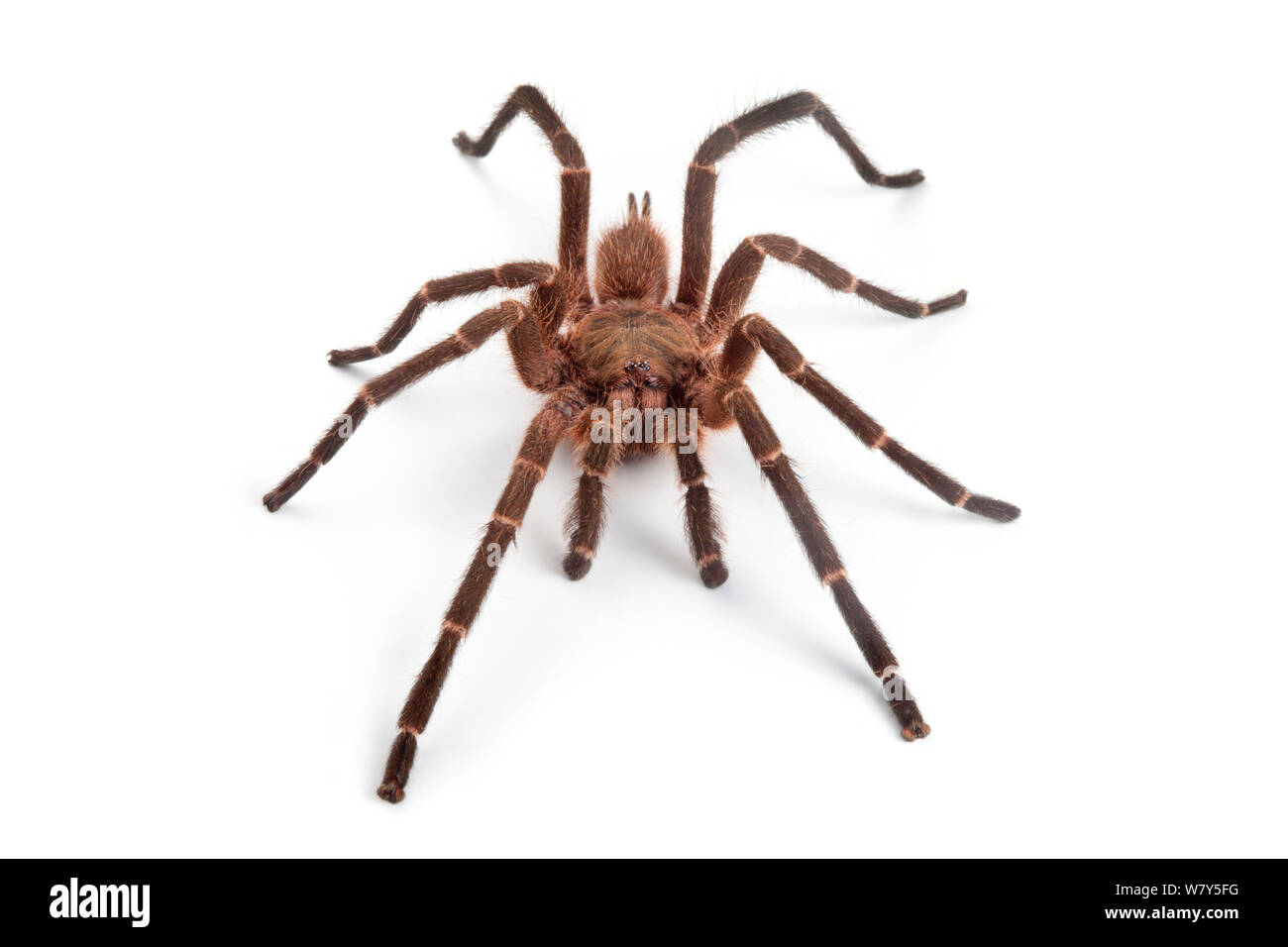 Earth tiger tarantula (Ornithoctoninae) Maliau Basin, Sabah, Borneo ...