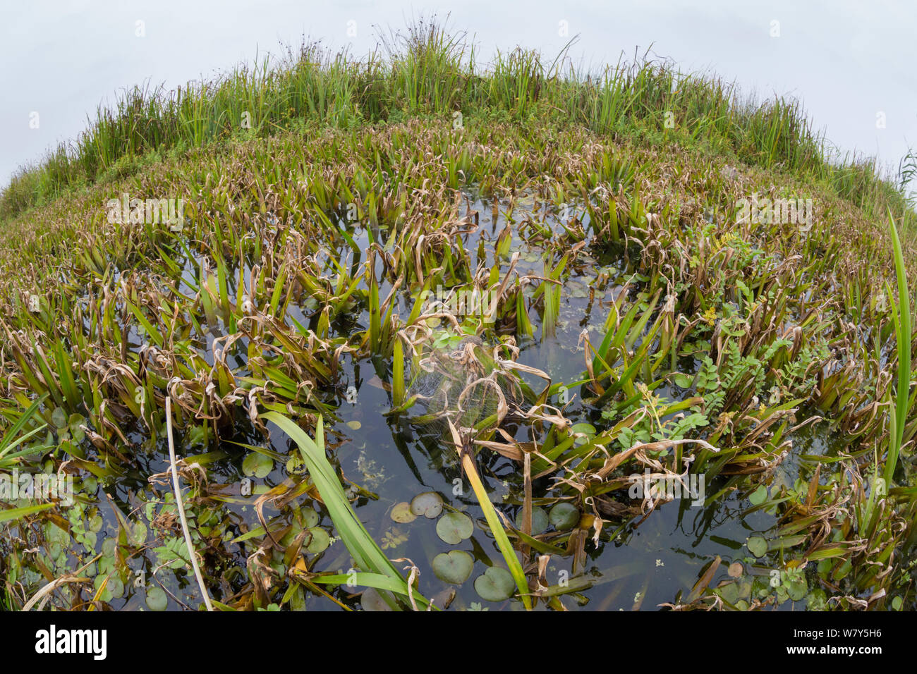 Raft spider uk hi-res stock photography and images - Alamy