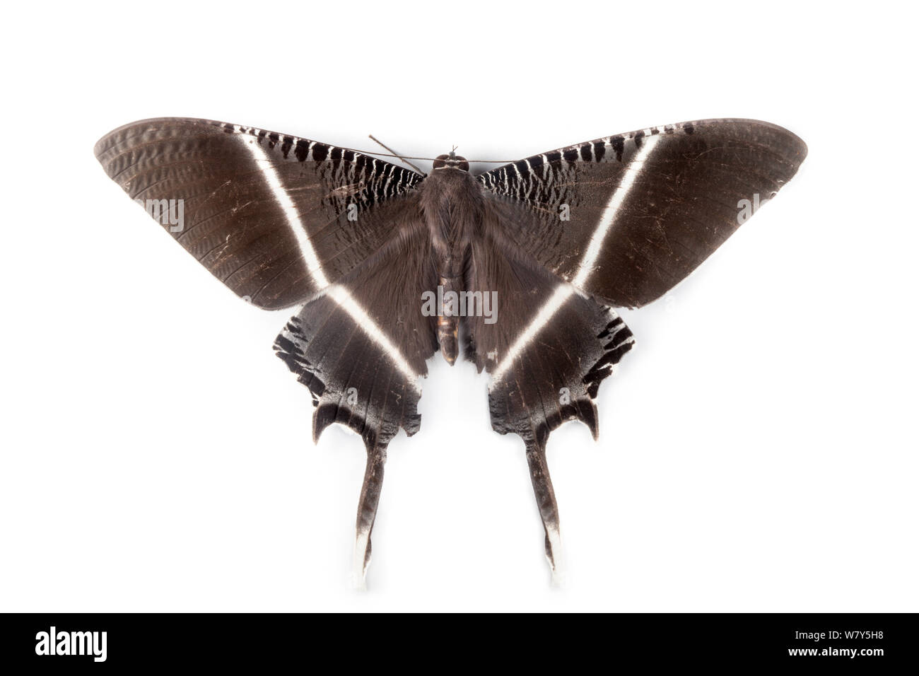 Swallowtail moth hi-res stock photography and images - Alamy