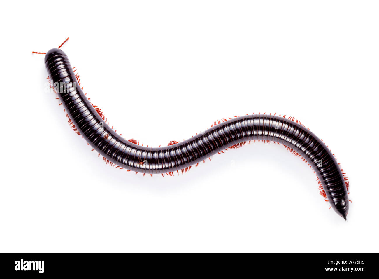 Millipede hi-res stock photography and images - Alamy