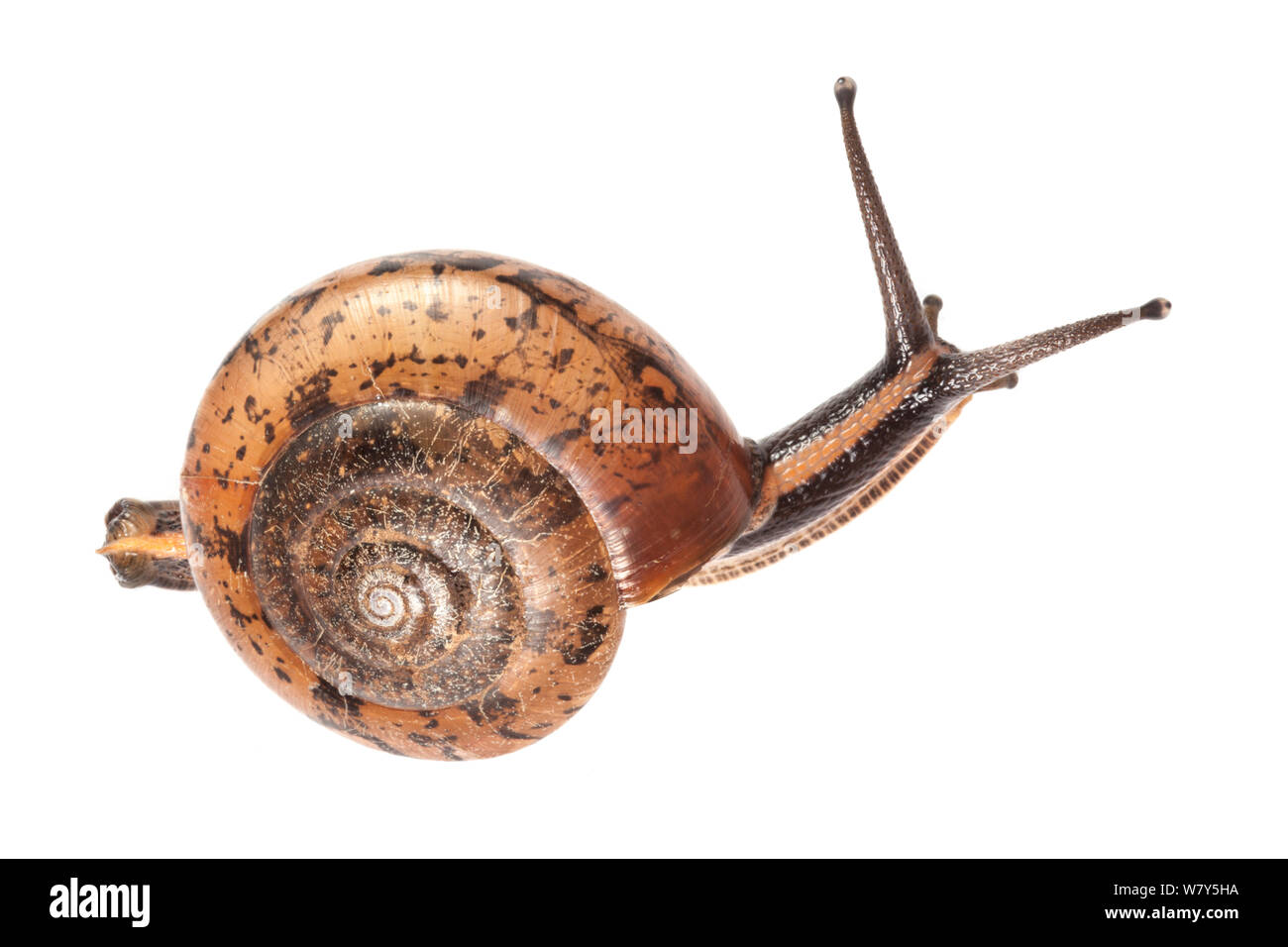 Terrestrial Gastropod Mollusc High Resolution Stock Photography and ...