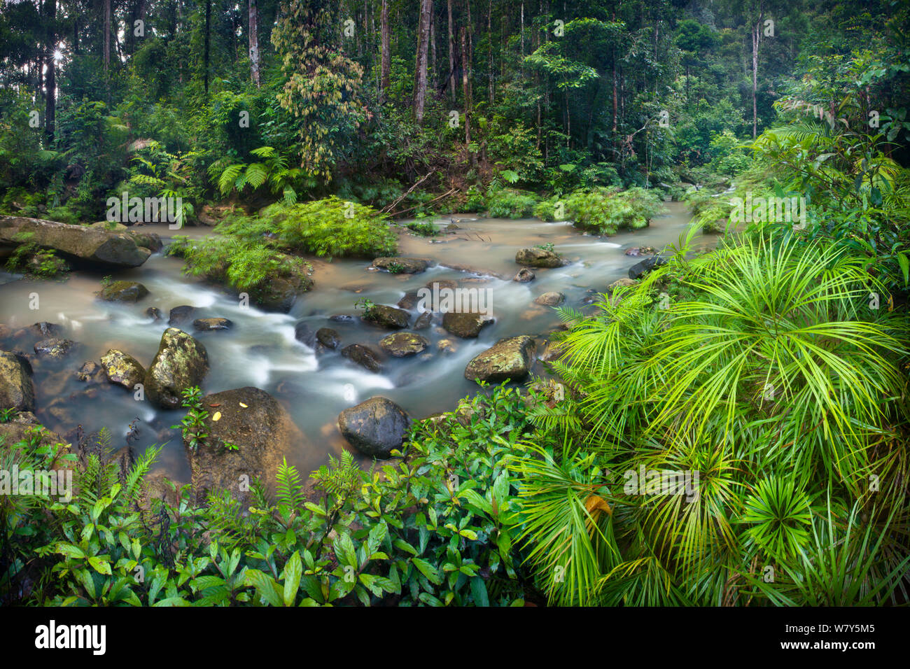 Island fern plant hi-res stock photography and images - Alamy