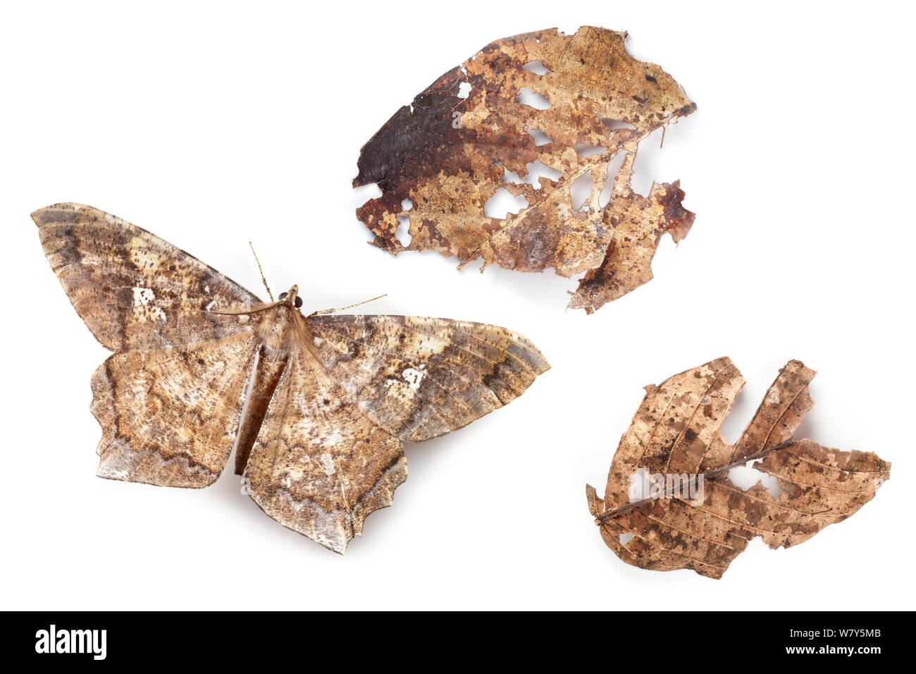 Dead leaf moth hi-res stock photography and images - Alamy