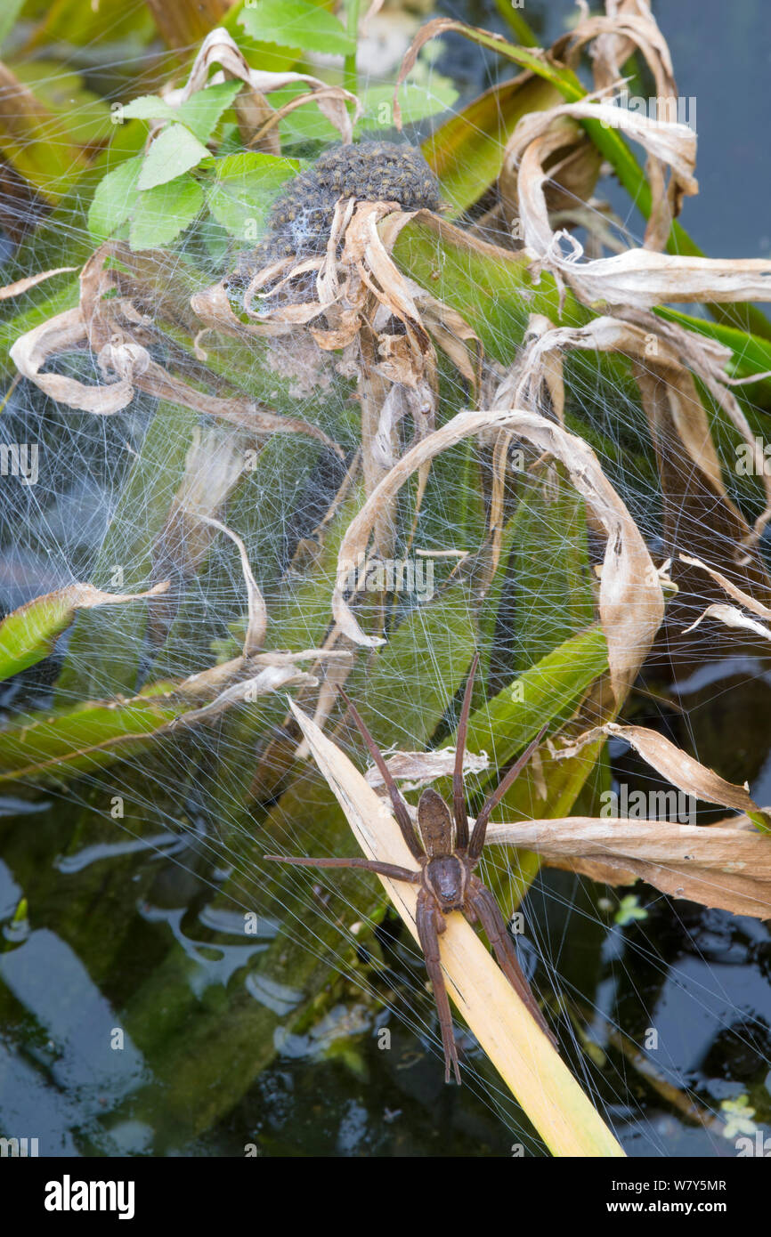 Fen raft spider / Great raft spider (Dolomedes plantarius) female ...