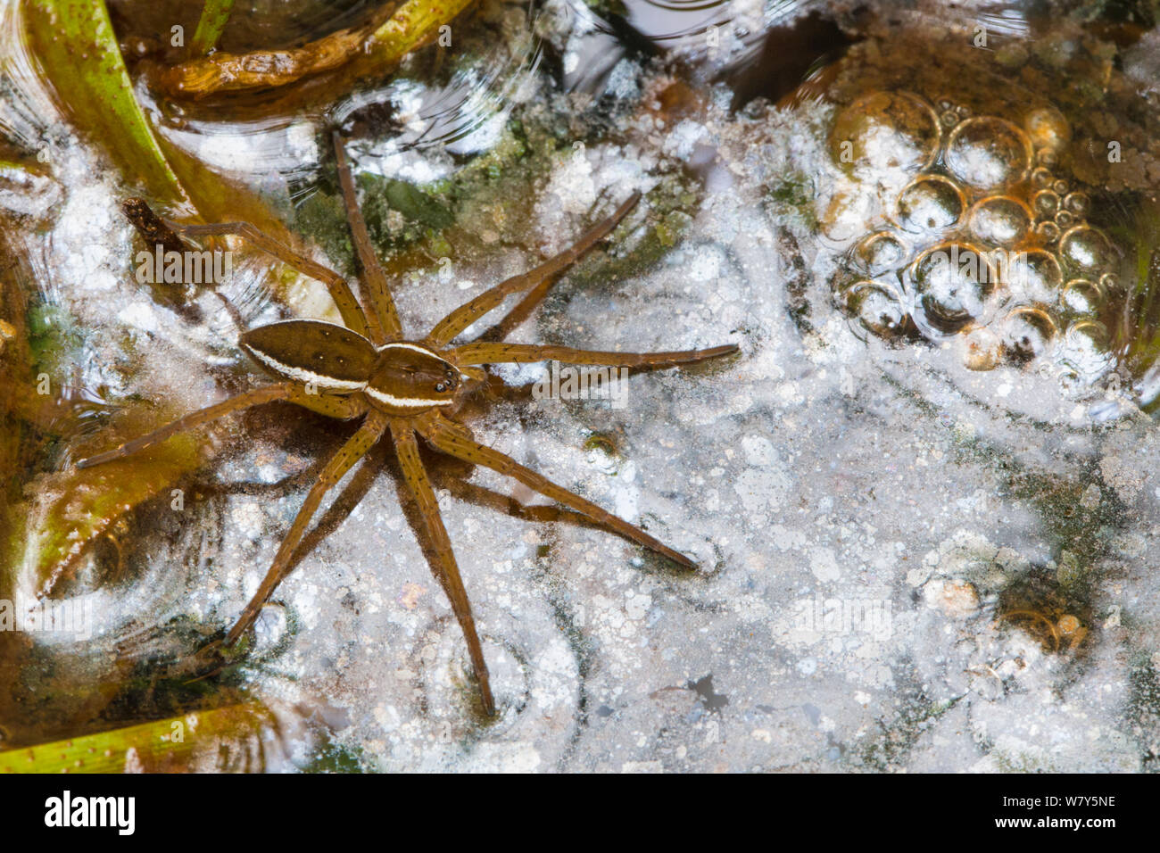 Dorsal view of nursery web spider hi-res stock photography and images ...