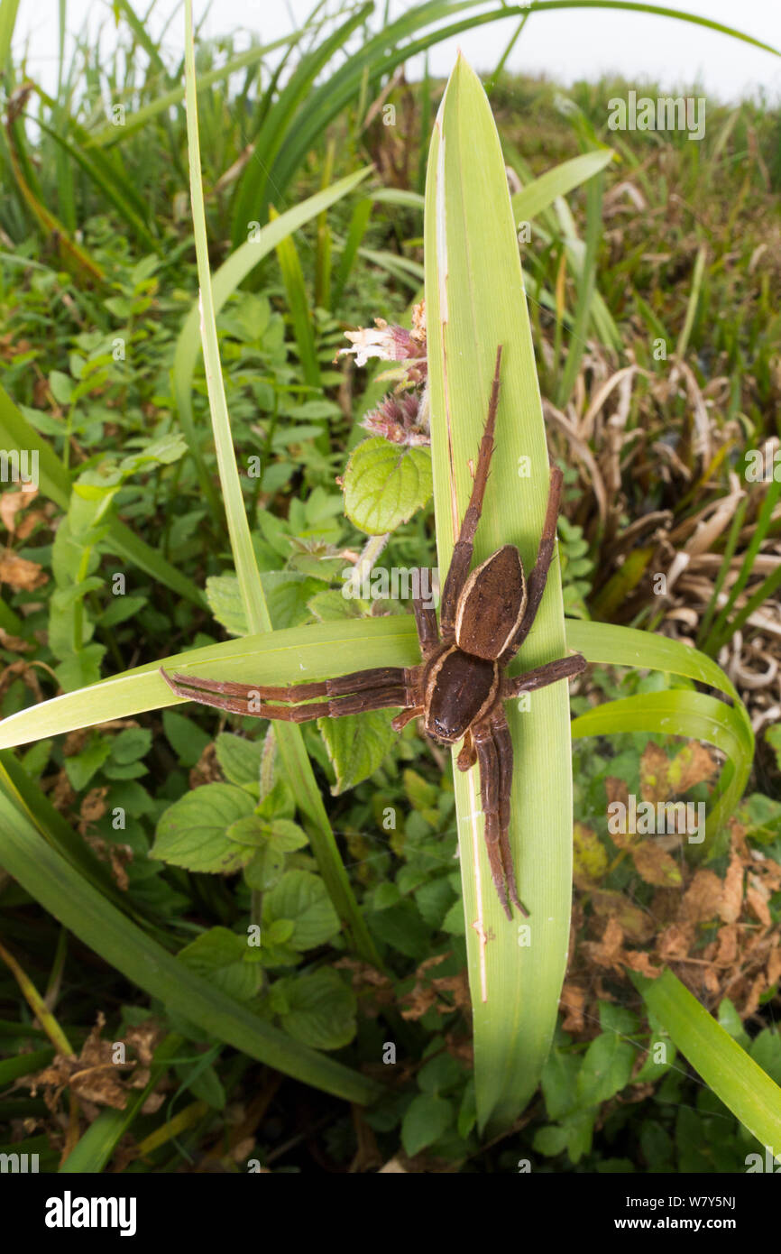 Fen raft spider norfolk hi-res stock photography and images - Alamy